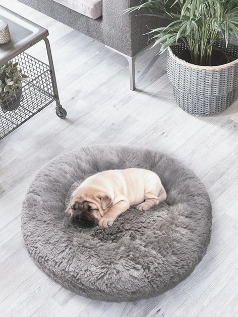 How Can a Anti-Anxiety Bed Help Relieve Stress in Pets?
